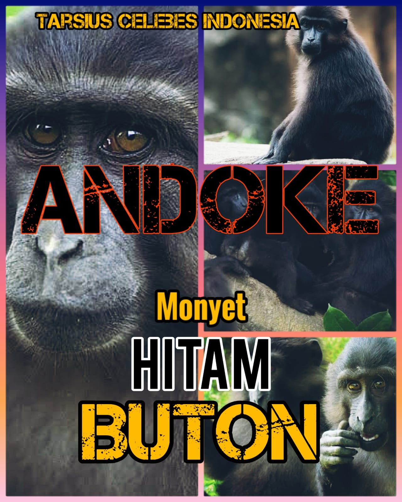 INFOGRAFIS – ANDOKE SI MONYET HITAM BUTON - Tarsius Celebes Indonesia